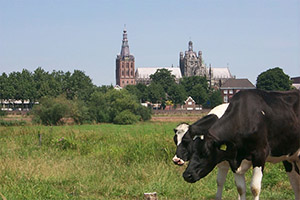 Bossche Encyclopedie | Het Bossche Broek